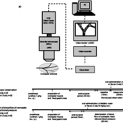 Schematic diagram of the intravital microscopic analysis system (a ...