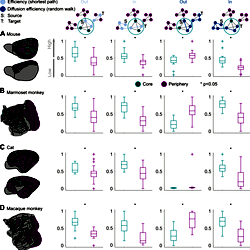 Core–periphery topology and network efficiency.