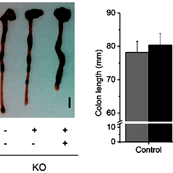 Colon length was not shortened in KO mice treated with DSS only, but ...
