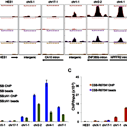 Validation of ChIP-seq results by ChIP-qPCR.