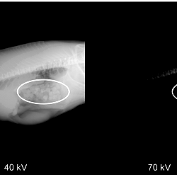 Dual energy X-ray images of Atlantic cod: a) X-ray image at 40 kV, b) X ...