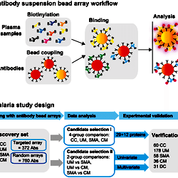 Overview of affinity proteomics screening and study design.
