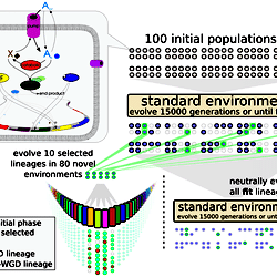 Virtual Cell simulation protocol.