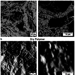 Scanning electron microscope (SEM) imaging of polymer.