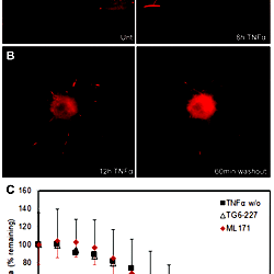 Rod dynamics and rod reversal observed in live neurons.