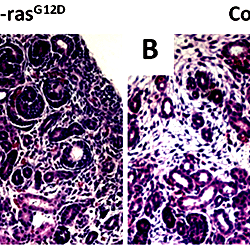 Normal kidney development in UPK II-Cre;LSL-K-rasG12D mice.