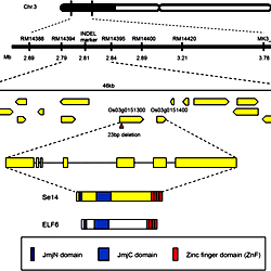 Map-based cloning of Se14 and structural comparison of the proteins ...