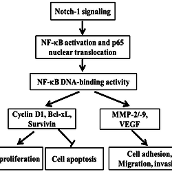 Schematic illustration of Notch-1 signal pathway to regulate gene ...