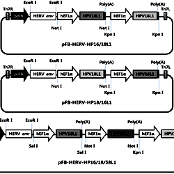 Scheme of transfer plasmids for construction of recombinant baculoviruses.