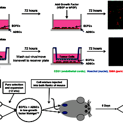 Schematic overview of the in vitro and in vivo assays.