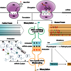 tRNA decoder regulates error ratio in translation decoding.