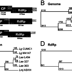 LRV2-Lae genome comparison to previously sequenced LRVs.