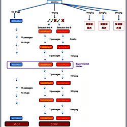 Schematic of selection regime.