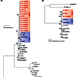 The 19th-century P. infestans belong to a single clonal lineage, HERB-1.