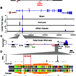 AFF3 protein-domain and gene structure.