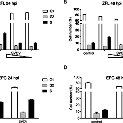 Cell cycle distribution of SVCV-infected cells.