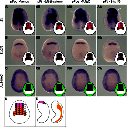 Regulation of anterior neural plate border patterning by Wnt signaling.