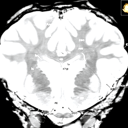 Transverse magnetic resonance image of the equine brain on the level of ...