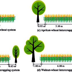 Schematic illustration of planting patterns in monoculture wheat and 3 ...