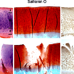 H&E staining, Safranin O staining and immunohistochemical staining for ...