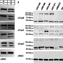 Comparing the effects of mutations in C. difficile cspBA on the ...