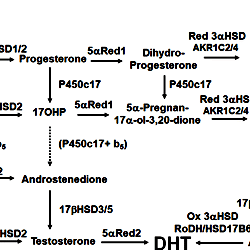 The “backdoor” pathway of androgen synthesis.