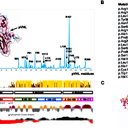 The most frequently mutated pVHL positions.
