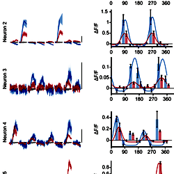 Orientation tuning curves of V1 neurons match between miniaturized ...