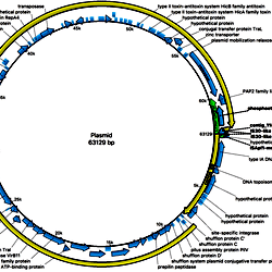 The circular map of the pEC-PAG-733 genome (Ugene).