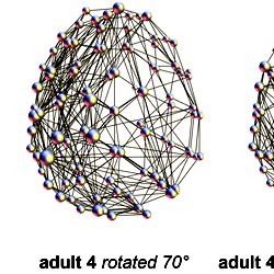 Rotation of the parcellation (adult 4).