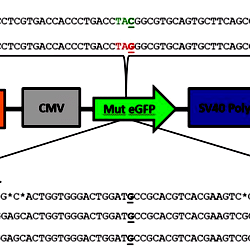 Gene editing model system and ssODNs.