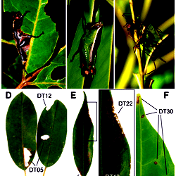 Selected leaf-chewing insects collected from two Panamanian forests ...