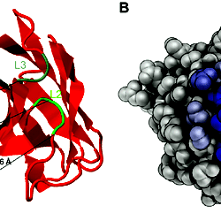 Structure of mAb 1340.