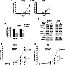 Notch3IC forced expression rescues the anti-proliferative effect of γ ...