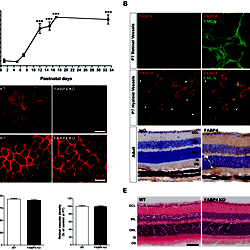 FABP4 expression and function during normal retinal development.