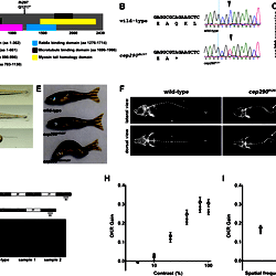 Genetic mapping and identification of cep290 mutant allele.