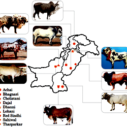 Geographical distribution of indicine breeds in Pakistan.