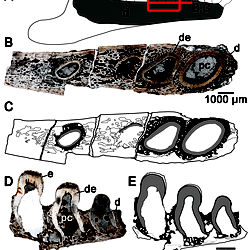 Cross-sectional and longitudinal views of the dentary teeth of Bolosaurus.