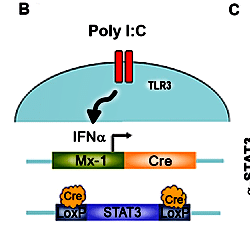 Item - Mx1-Cre mediated excision of the STAT3 gene to generate a ...