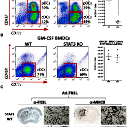 The role of STAT3 signaling in the differentiation and expansion of DCs ...