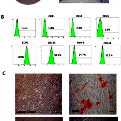 Isolation and identification of ADSCs.