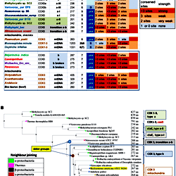 Structure-function features of COX3 gradually evolved from bacteria to ...