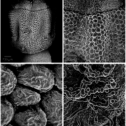 Micromorphology of stylar head complex.
