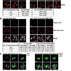 Myosin II and myosin VI regulate cytoplasm segregation in different ...