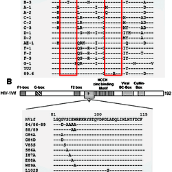 Identification of two highly conserved regions in Vif proteins of ...