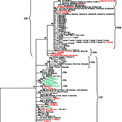 Relationships between European HPR0 and HPRΔ variants belonging to ...