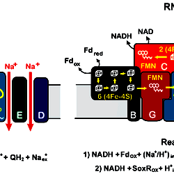 Physiological activities, topology predictions, subunit and cofactor ...