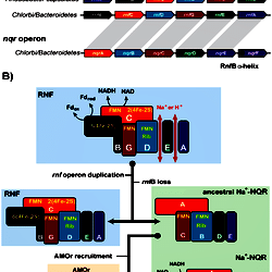 Model of Na+-NQR complex origin after the ancestral duplication of the ...