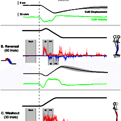 Experimental protocol and example EMG and CoM data.