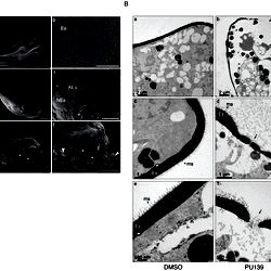 HAT inhibition compromises eggshell integrity.